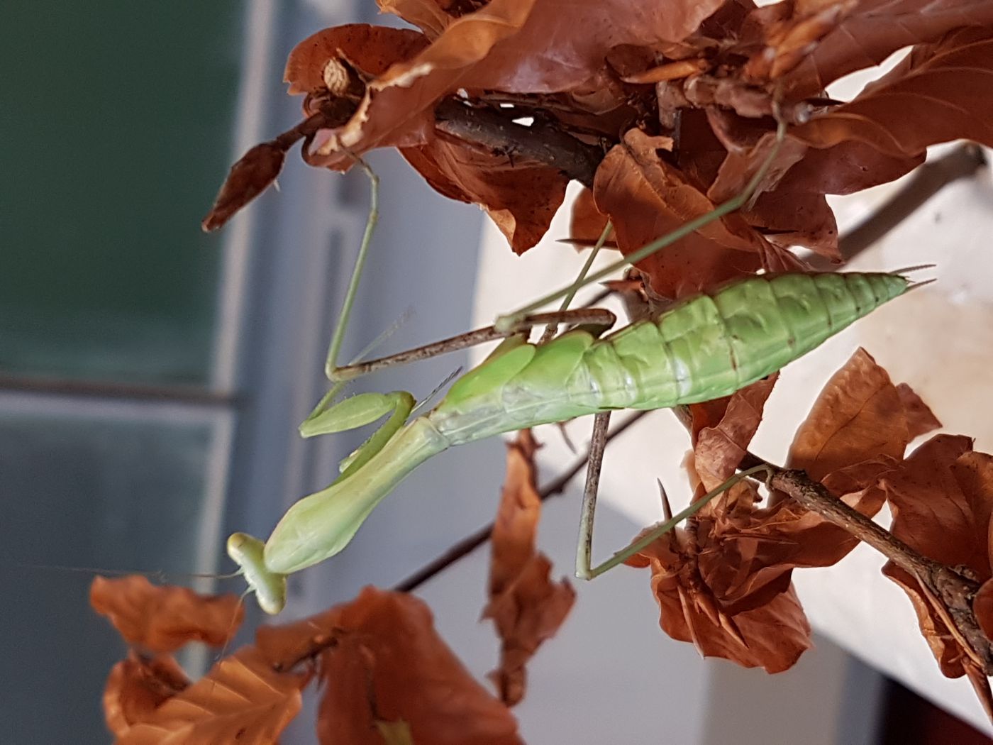 Reptilientage | katharinengymnasium.de